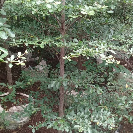 Jual pohon ketapang kencana tingi 2 meter | Shopee Indonesia