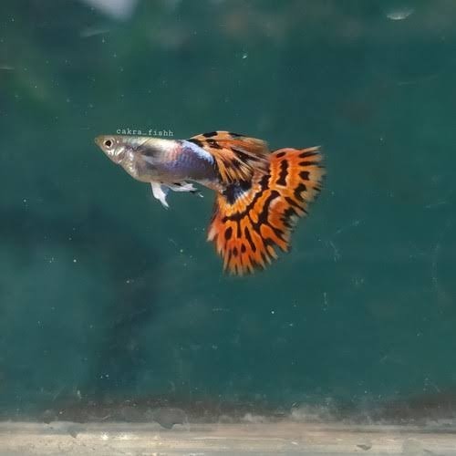 Jual Ikan Hias Guppy Snakeskin Red Ivory Big Ear - betina | Shopee Indonesia