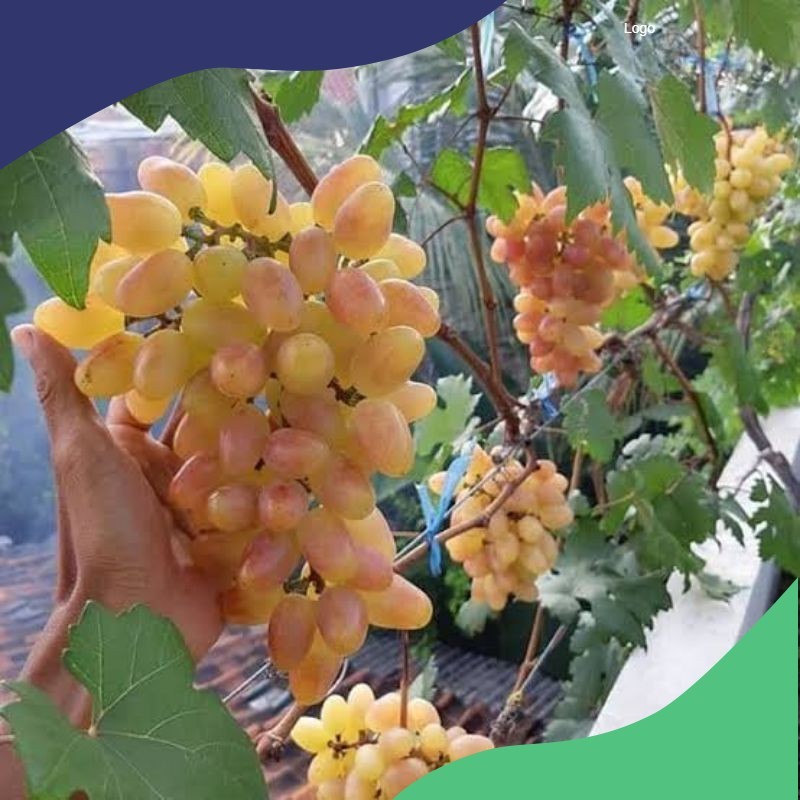Jual Readyy BIBIT ANGGUR IMPORT TRANSFIGURATION Super Genjah Graftingg ...