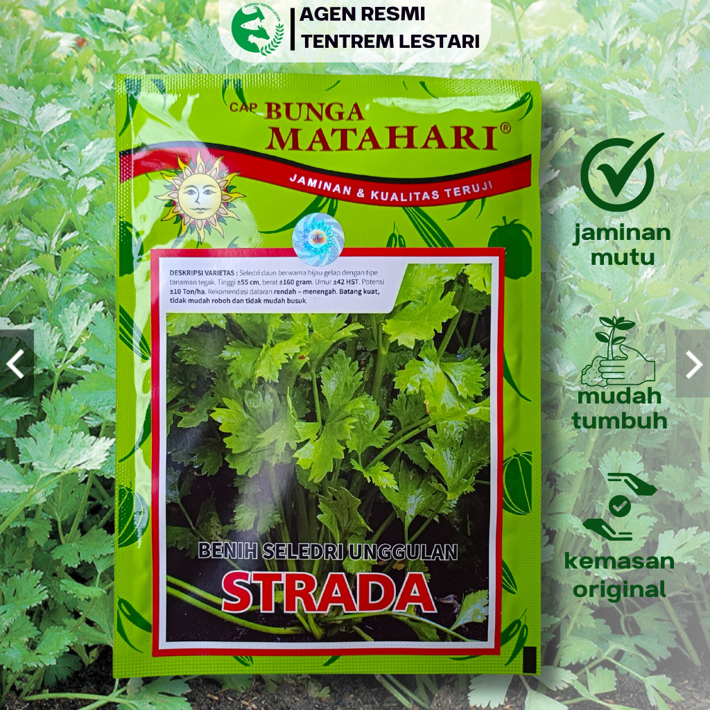Jual Benih Seledri STRADA 20 Gram Cap Bunga Matahari Batang Besar ...