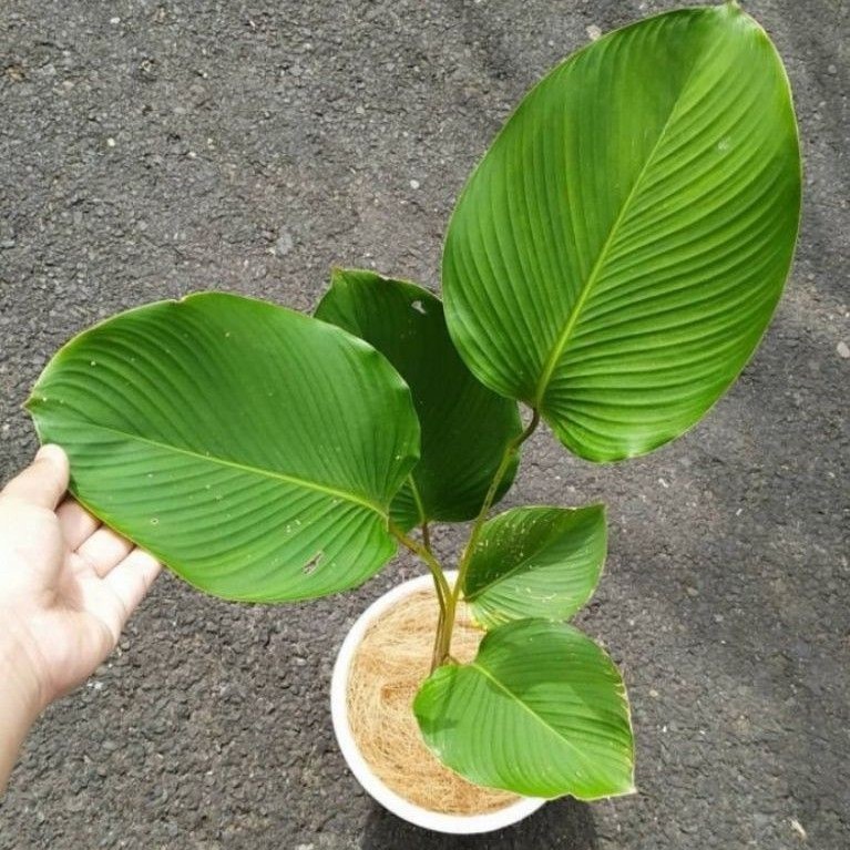 Jual ( BISA COD ) Tanaman Hias Calatea Lutea Pisang Calathea Tanaman ...