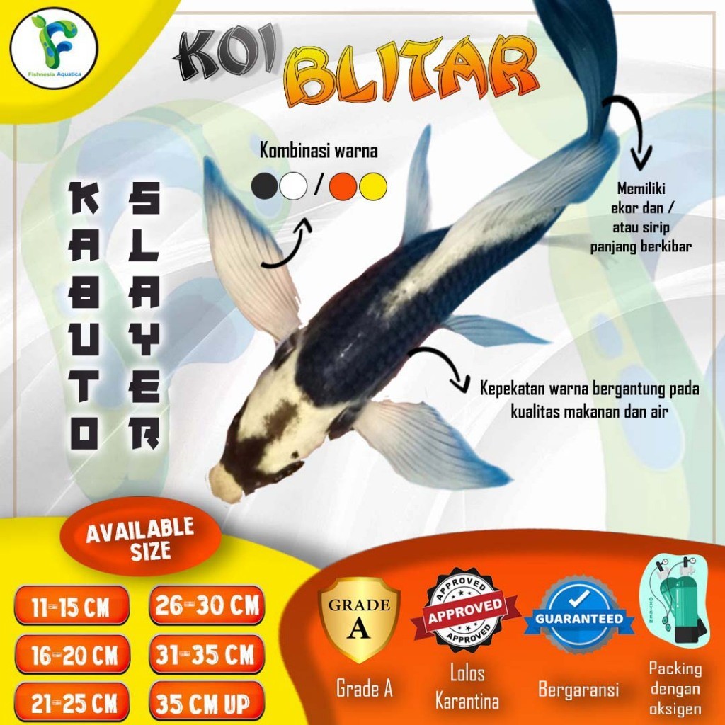 Jual __ Ikan Koi Blitar Kabuto Slayer / Koi Kabuto Slayer Grade A Size ...