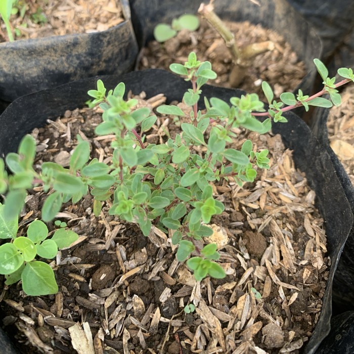 Jual Pohon Thyme Herbal - Bibit Pohon Thyme | Shopee Indonesia