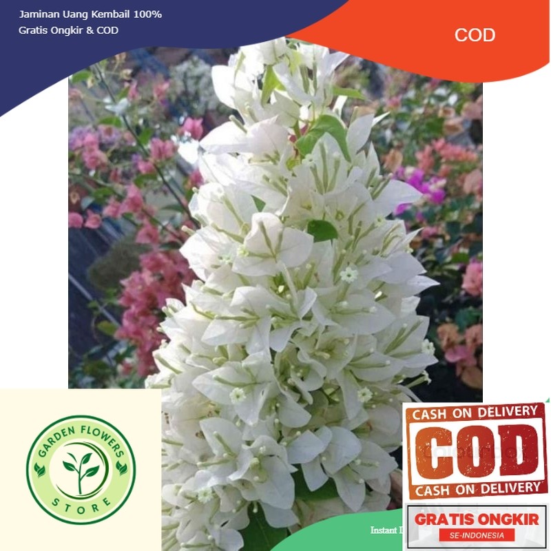 Jual Tanaman hias hidup bibit bunga Bugenvil jenis ekor musang putih ...