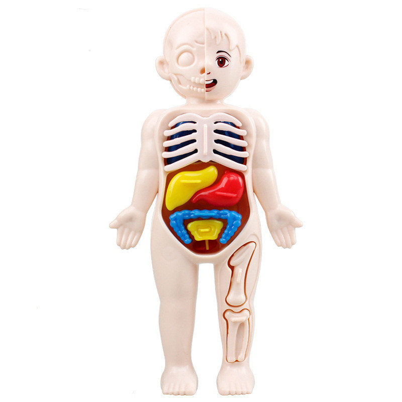 Jual Kid Montessori 3D Puzzle Human Body Anatomy Model Educational ...