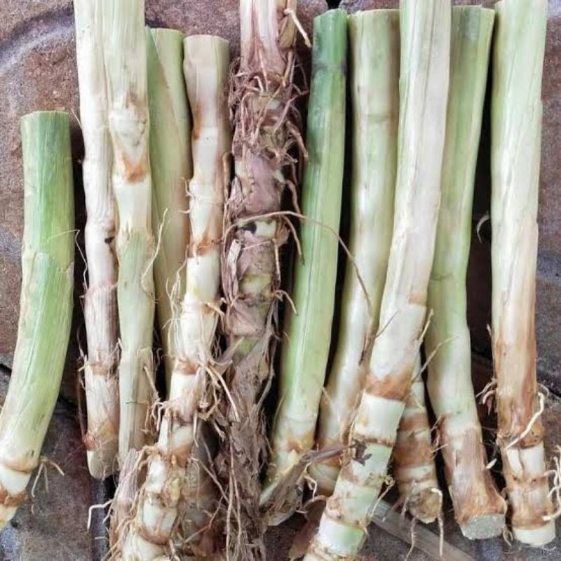Jual JUAL Bibit Benih Tanaman Rumput ODOT KOLONJONO RUMPUT GAJAH BIBIT ...