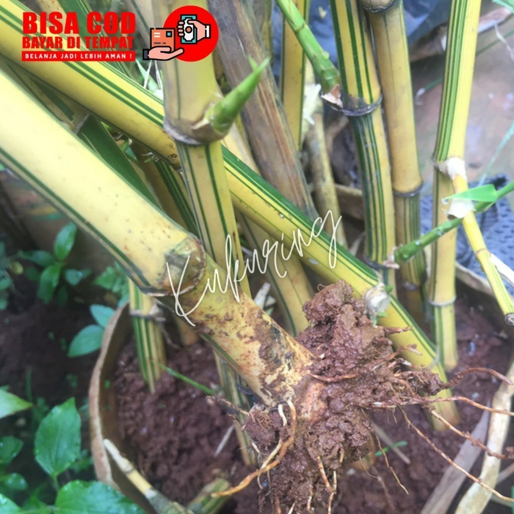 Jual Bibit Benih Tanaman Bambu Ampel Kuning / Hijau / Petung / Hitam ...