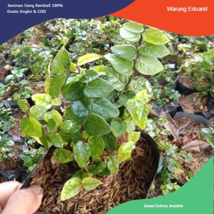 Jual Tanaman Rambat Dolar Kecil - Dolar Daun Kecil | Shopee Indonesia
