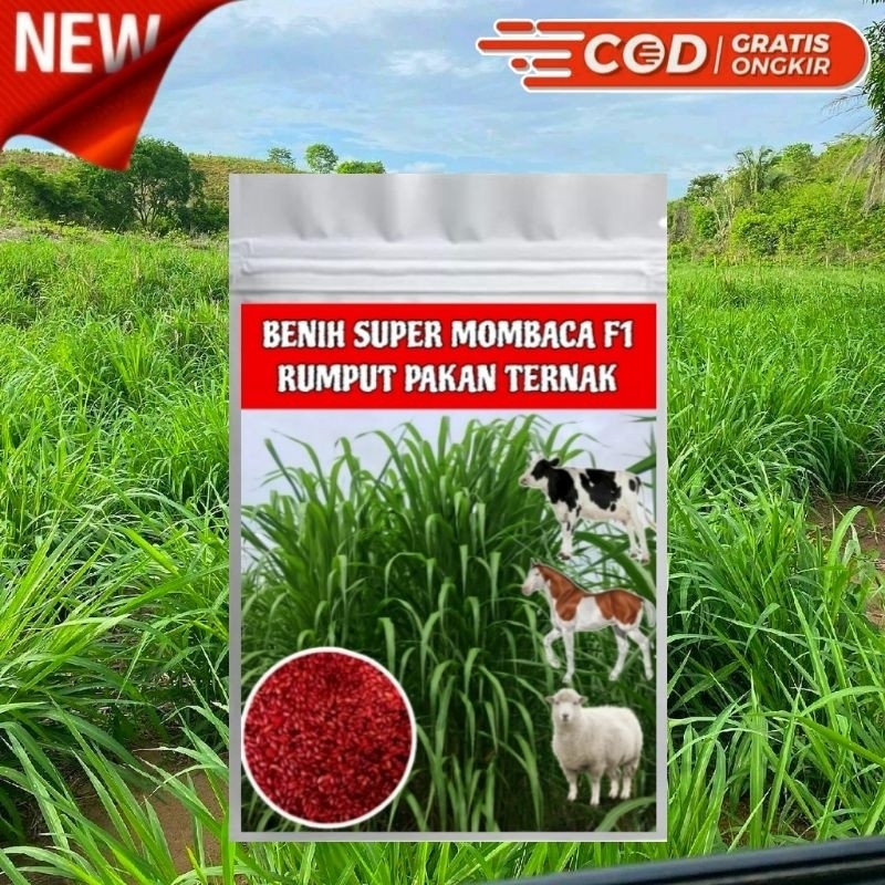 Jual 1KG Benih Rumput mombaca super F1 - bibit pakan ternak Repack ...
