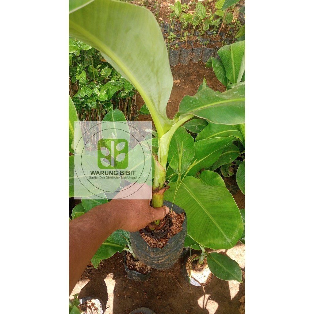 Jual Bibit Pisang Raja Nangka Unggul – Cepat Tumbuh & Berbuah Manis ...