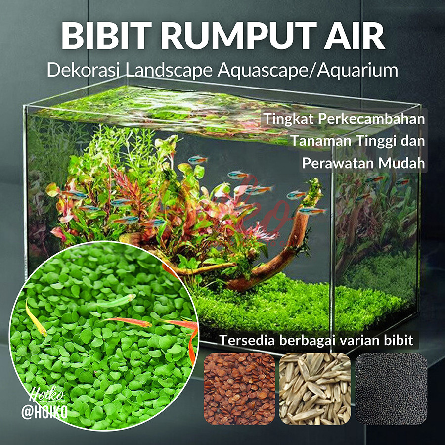 Jual Benih Rumput Bibit Dekorasi Aquarium Landscape Tanaman Air Hias ...
