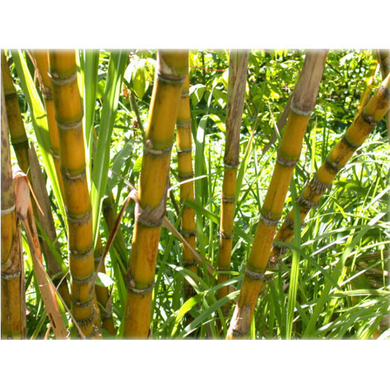Jual tebu kuning manis segar 1 kg bisa untuk bibit | Shopee Indonesia