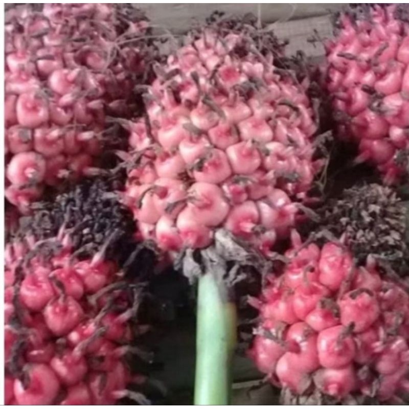 Jual BUAH HONJE SEGAR / BUAH HONJE FRESH 5 KG | Shopee Indonesia