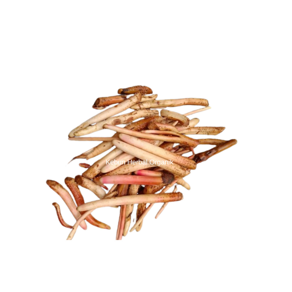 Jual Akar Pinang Segar 1kg | Shopee Indonesia