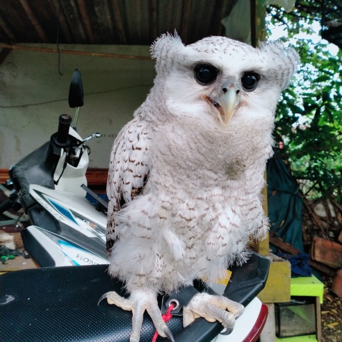 Jual Burung hantu bubo sumatranus | Shopee Indonesia