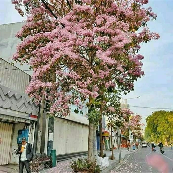Jual Pohon sakura indonesia//tanaman hias tabebuya bunga ping 1meter ...
