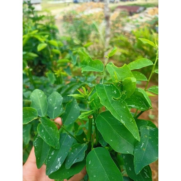 Jual JUAL DAUN KATUK SEGAR ( PUCUK KATUK ) SAYUR DAUN KATUK 50 LEMBAR ...