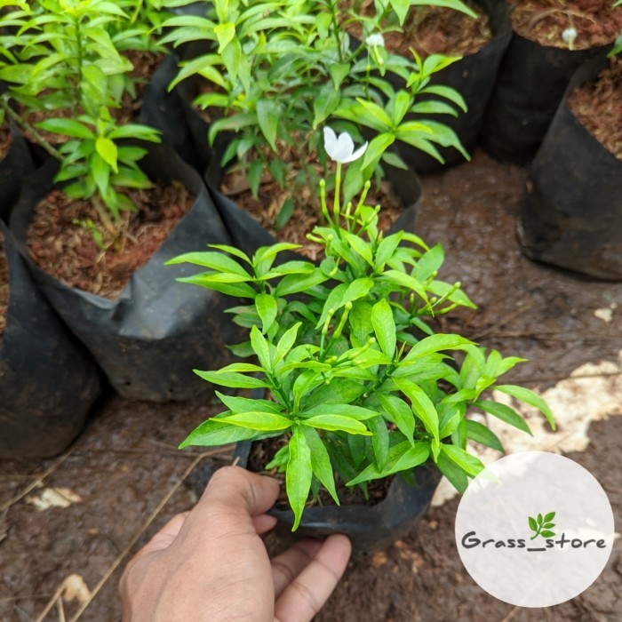 Jual tanaman hias bunga sabrina/melati rombusa putih - Putih | Shopee ...