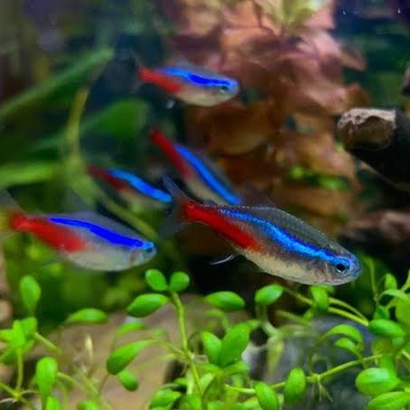 Jual ikan hias neon - ikan neon tetra cardinal full color ikan ...