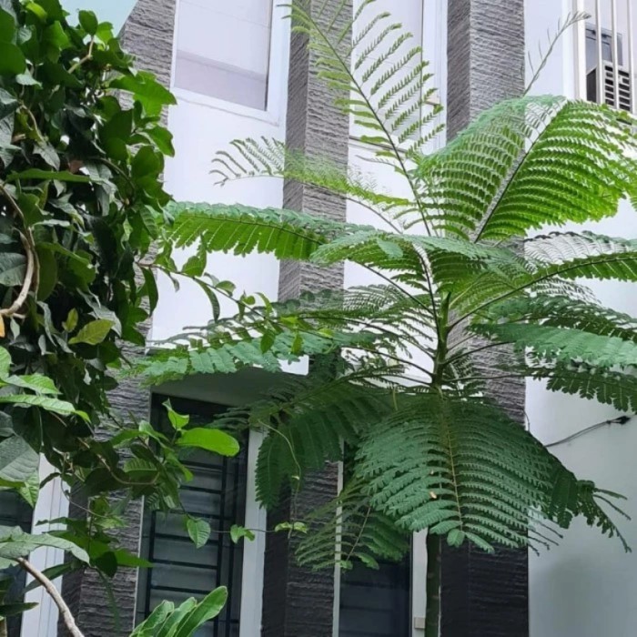 Jual Tanaman Hias Solobium - Pakis Brazil Tinggi 1-5 Meter - Pakis ...