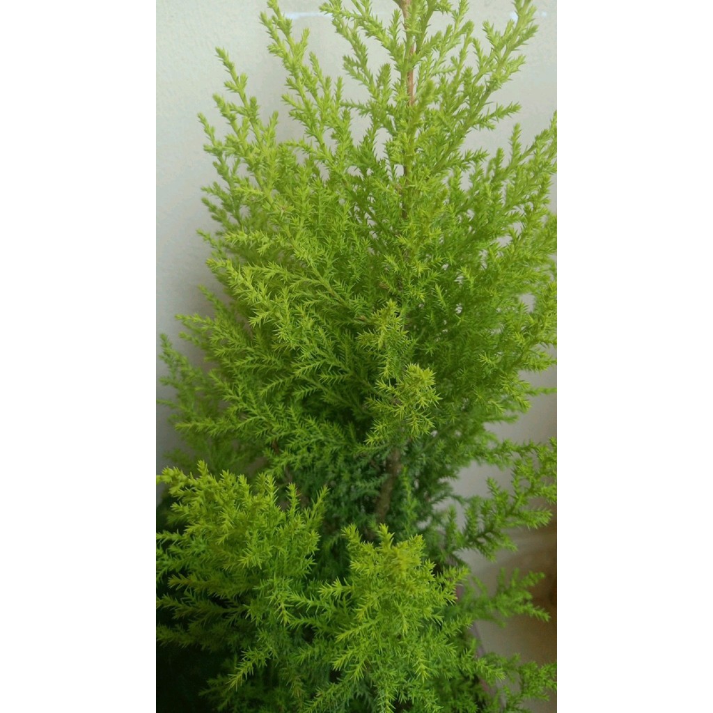 Jual Tanaman Hias Moleka / Malaka Kuning Kios Bunga Galaxy - Tanaman ...