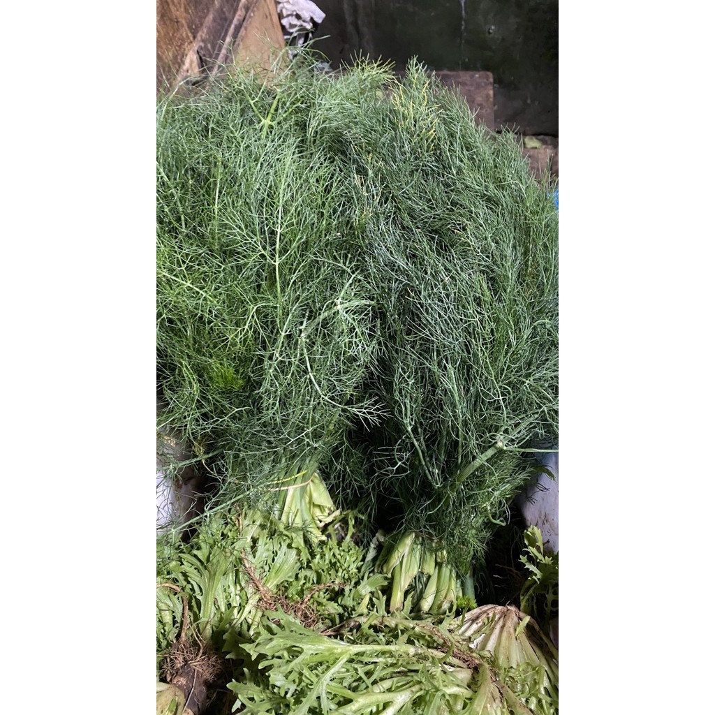 Jual T05. Daun Dill Kering 250gr Daun Adas Sowa Daun Adas Manis ...