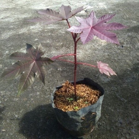 Jual Bibit Tanaman Toga JARAK MERAH - Pohon Obat Jarak Merah | Shopee ...