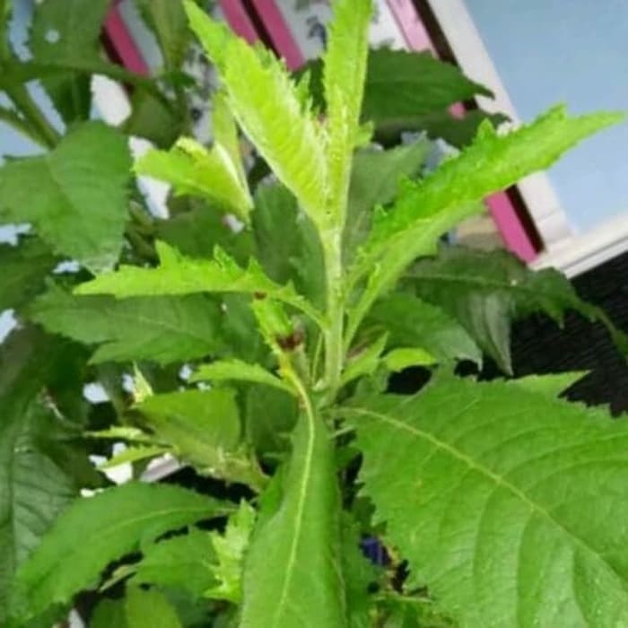Jual DAUN SEMBUNG SEGAR 500gram | Shopee Indonesia