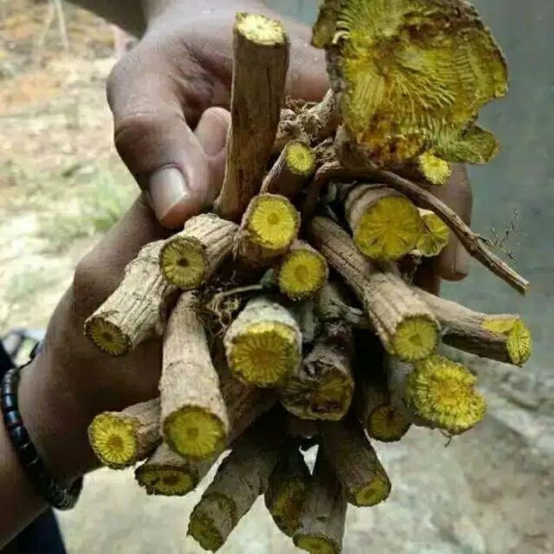 Jual AKAR KAYU KUNING LANGKA HERBAL ALAMI 500grm | Shopee Indonesia