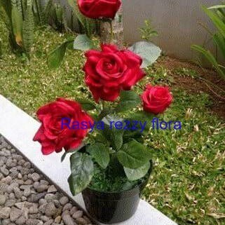 Jual BIBIT BUNGA MAWAR MERAH SUPER WANGI [SEXY ROSE] | Shopee Indonesia