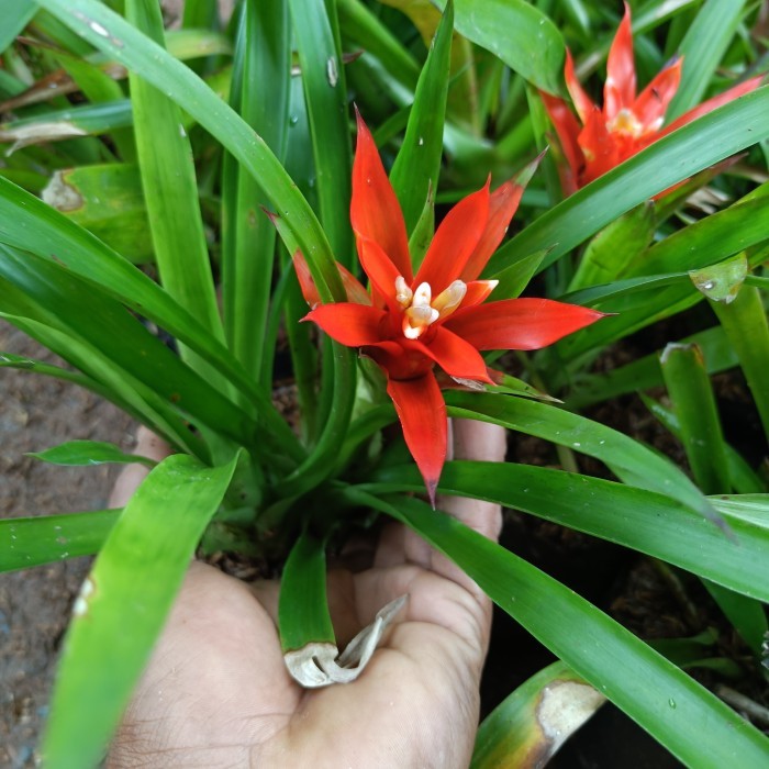 Jual tanaman bromelia bunga merah (bromelia guzmania) | Shopee Indonesia