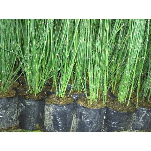 Jual Tanaman Hias Bambu Air Tanaman Bambu Air | Shopee Indonesia