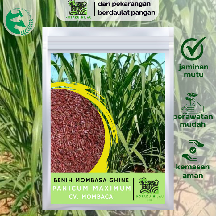 Jual Benih Rumput Mombasa Ghine 400 Biji KotakuHijau Mombaca Panicum ...