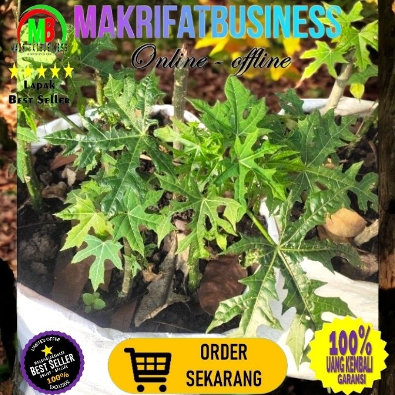 Jual MAKRIFATBUSINESS Paket 1 Pcs 20 - 35 cm PEPAYA JEPANG Berakar Siap ...