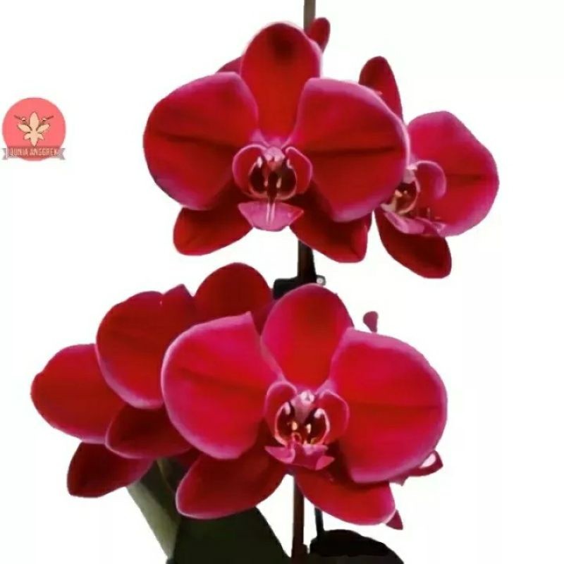 Jual Anggrek Dendrobium Dewasa Bunga Marun Cantik | Shopee Indonesia