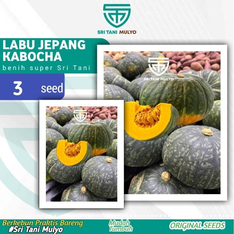 Jual 3 Biji - Benih Labu Jepang KABOCHA FIRST TASTE F1 - Labu Manis ...