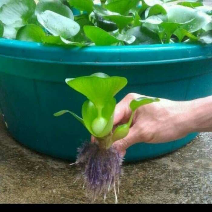 Jual eceng gondok mini - tanaman aquascape - tanaman air eceng gondok ...