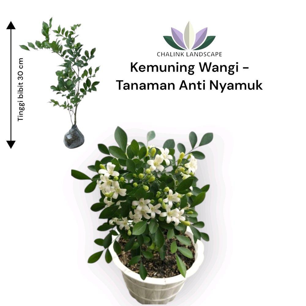 Jual Tanaman Bunga Kemuning Wangi-Tanaman Kayu Wangi-Pohon Anti Nyamuk ...