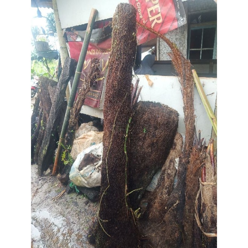 Jual Media tanam pakis 150 cm full akar (B_S) | Shopee Indonesia