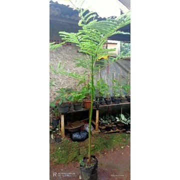 Jual pohon pakis brazil solodium 2 meter | Shopee Indonesia