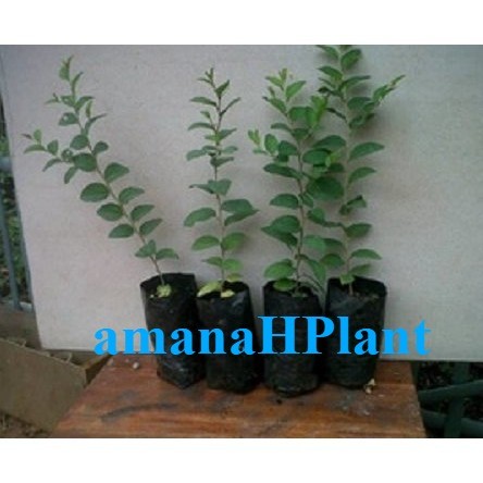 Jual Asli Bibit Bidara Unggul atau Bibit Sidr unggul | Shopee Indonesia