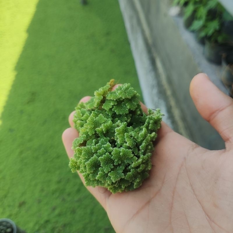 Jual AZOLLA [ 1KG ] KUALITAS SUPER | Bibit Azolla | Azolla pakan ternak ...