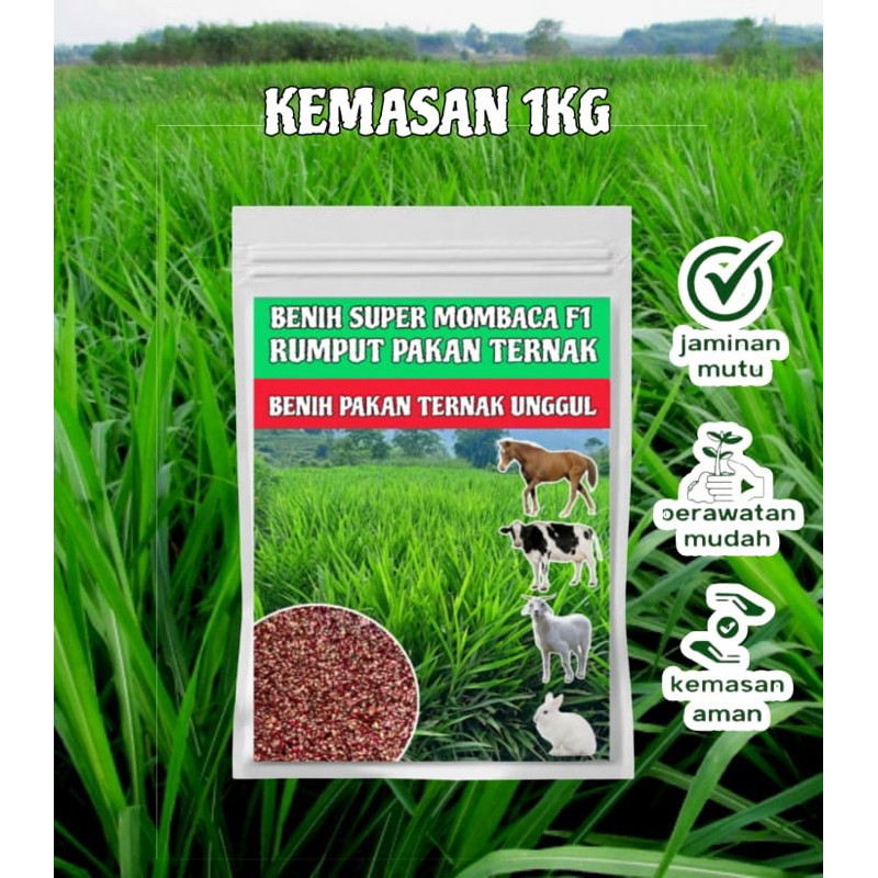 Jual Benih Rumput Super Mombaca F1 1kg Farming Mombasa Hijau Premium Bibit Rumput Pakan Ternak ...