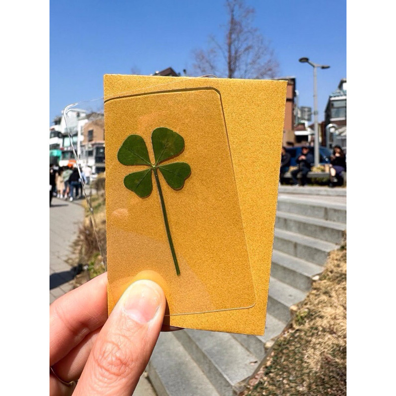 Jual four leaf clover korea daun asli laminating lucky keberuntungan ...