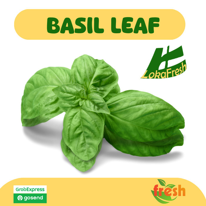 Jual Basil Leaves Fresh/ Daun Basil Segar 100gram | Shopee Indonesia