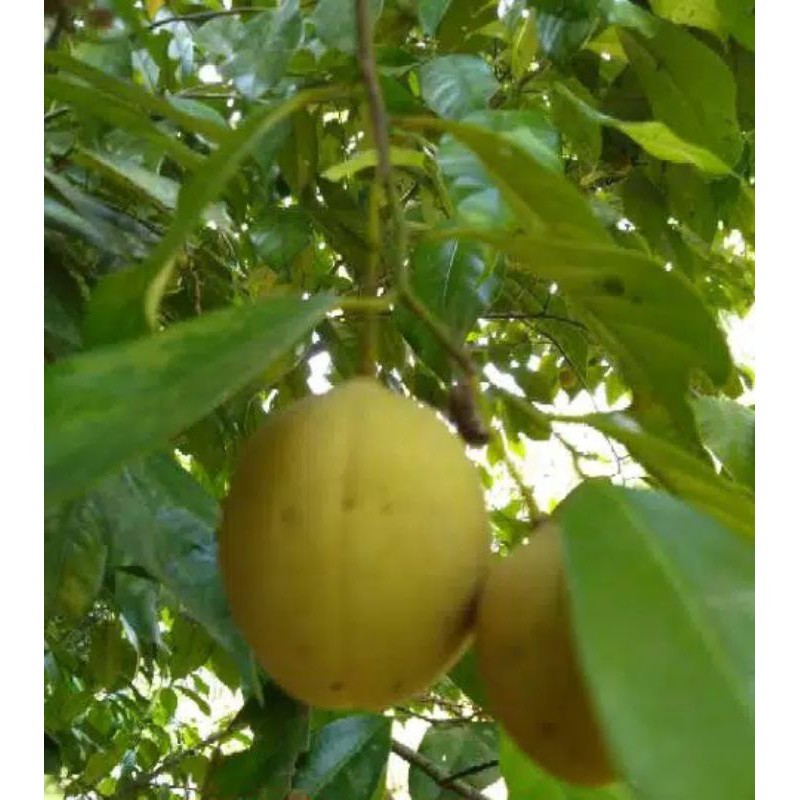 Jual Buah pala segar fresh langsung petik 1 kg | Shopee Indonesia