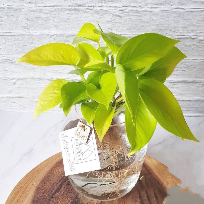 Jual ( BISA COD ) Tanaman Hias Air Sirigading Kuning Lemon Bisa Hidup ...