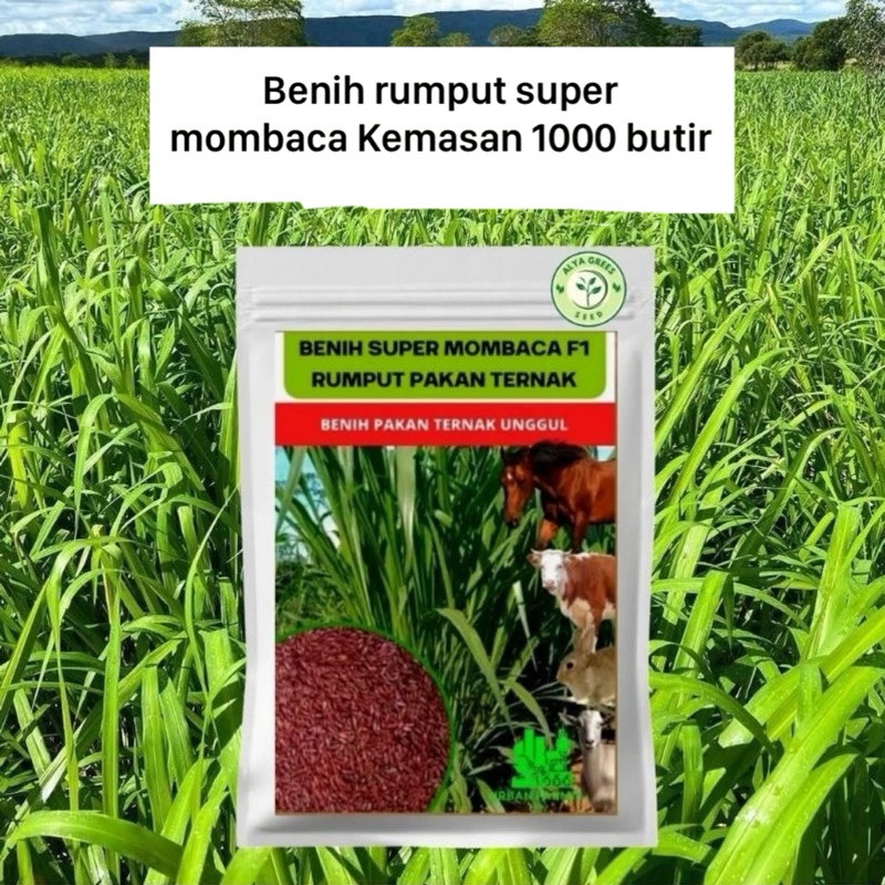 Jual Benih Rumput Super Mombaca F1 Ghine 1000 butir Urban Farming ...