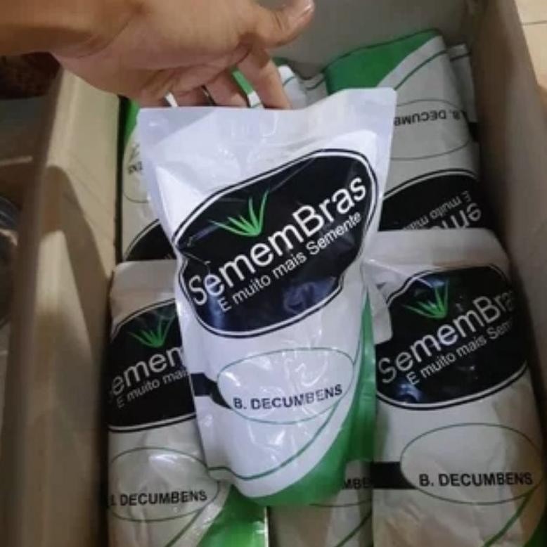 Jual SIGNAL GRASS BENIH Biji RUMPUT Semembrass Brachiaria - BIJI BENIH ...