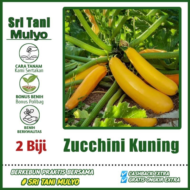 Jual 2 Biji - Benih Zucchini Kuning CHERUB F1 - Bibit Tanaman Sayur ...